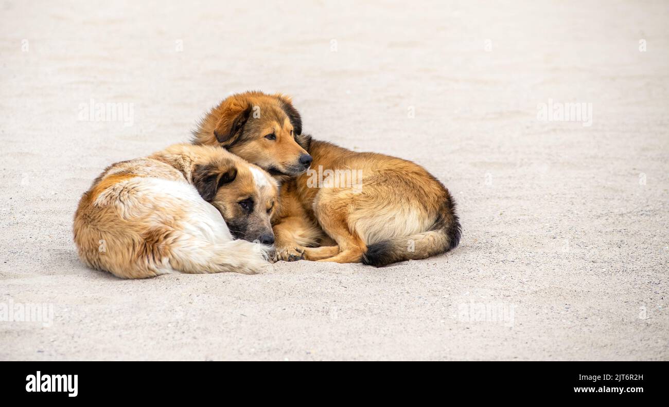 Homeless dogs sleeping on on the beach. Sand background The problem of ...