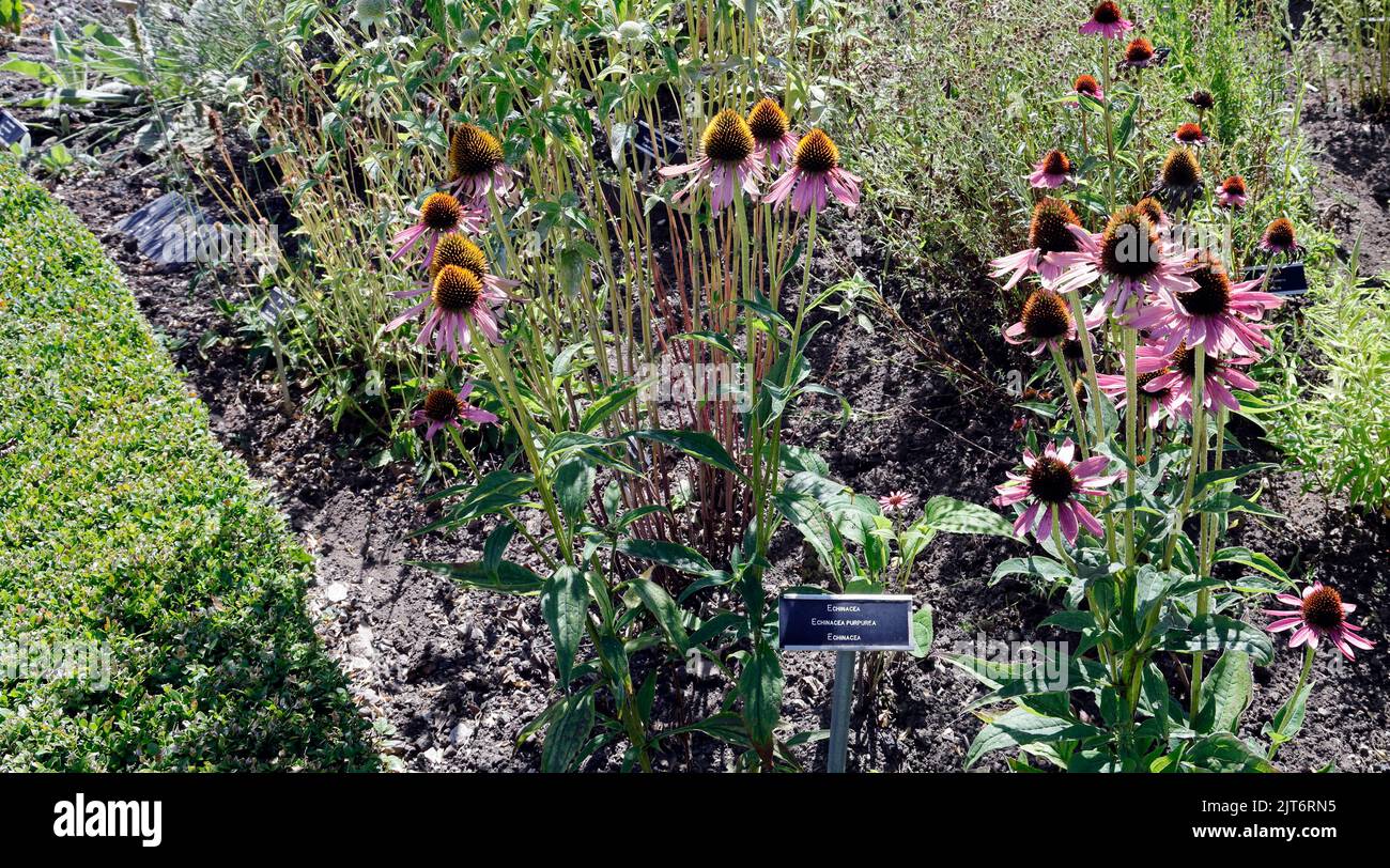 Echinacea purpurea. Cowbridge Physic Garden,. Cowbridge, Vale of ...