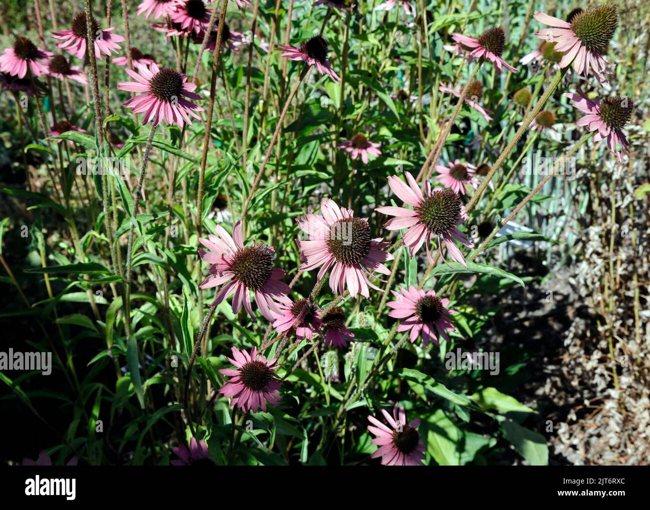 Echinacea purpurea. Cowbridge Physic Garden,. Cowbridge, Vale of ...