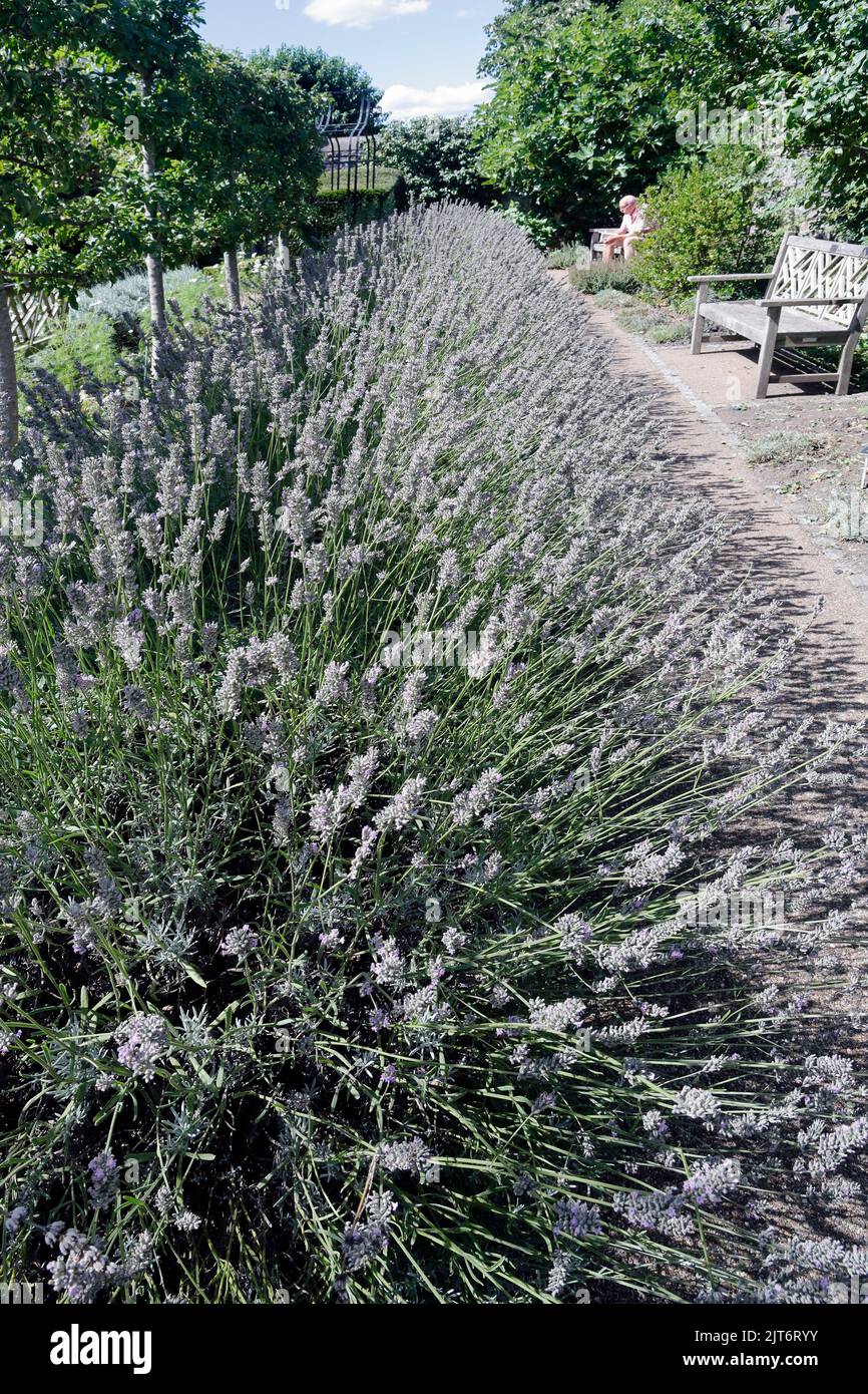 Lavender beds at Cowbridge Physic Garden. Man relaxing on a bench ...