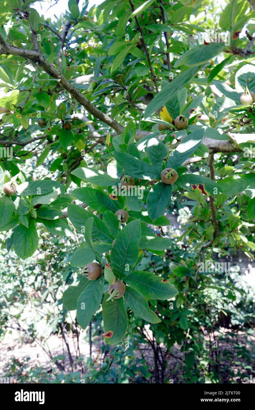 Medlars on tree - Mespilus germanica. Cowbridge Physic Garden ...