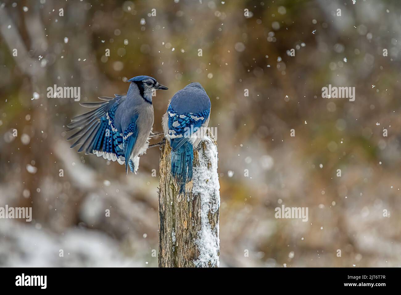 nature at work Stock Photo - Alamy