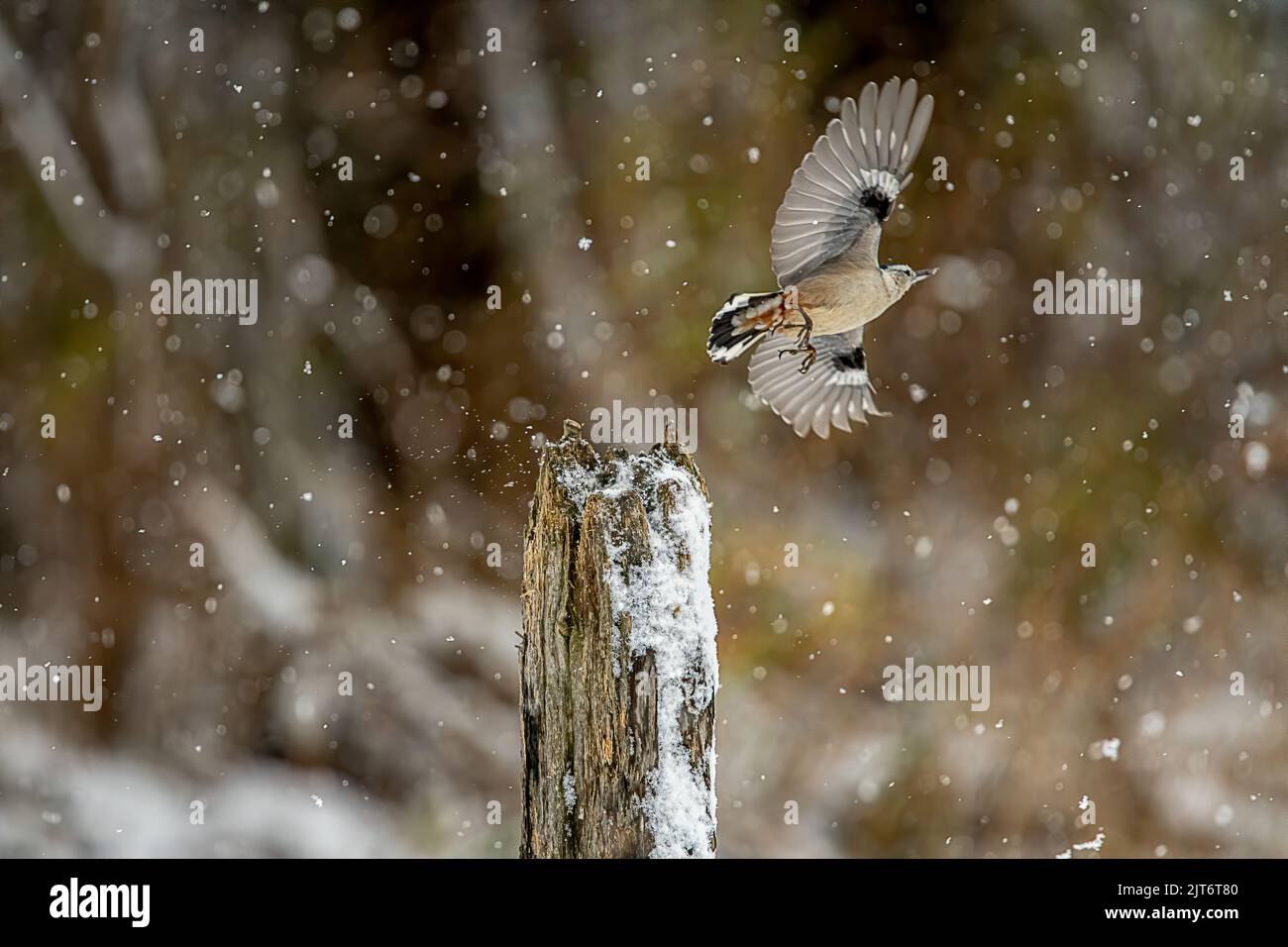 nature at work Stock Photo - Alamy