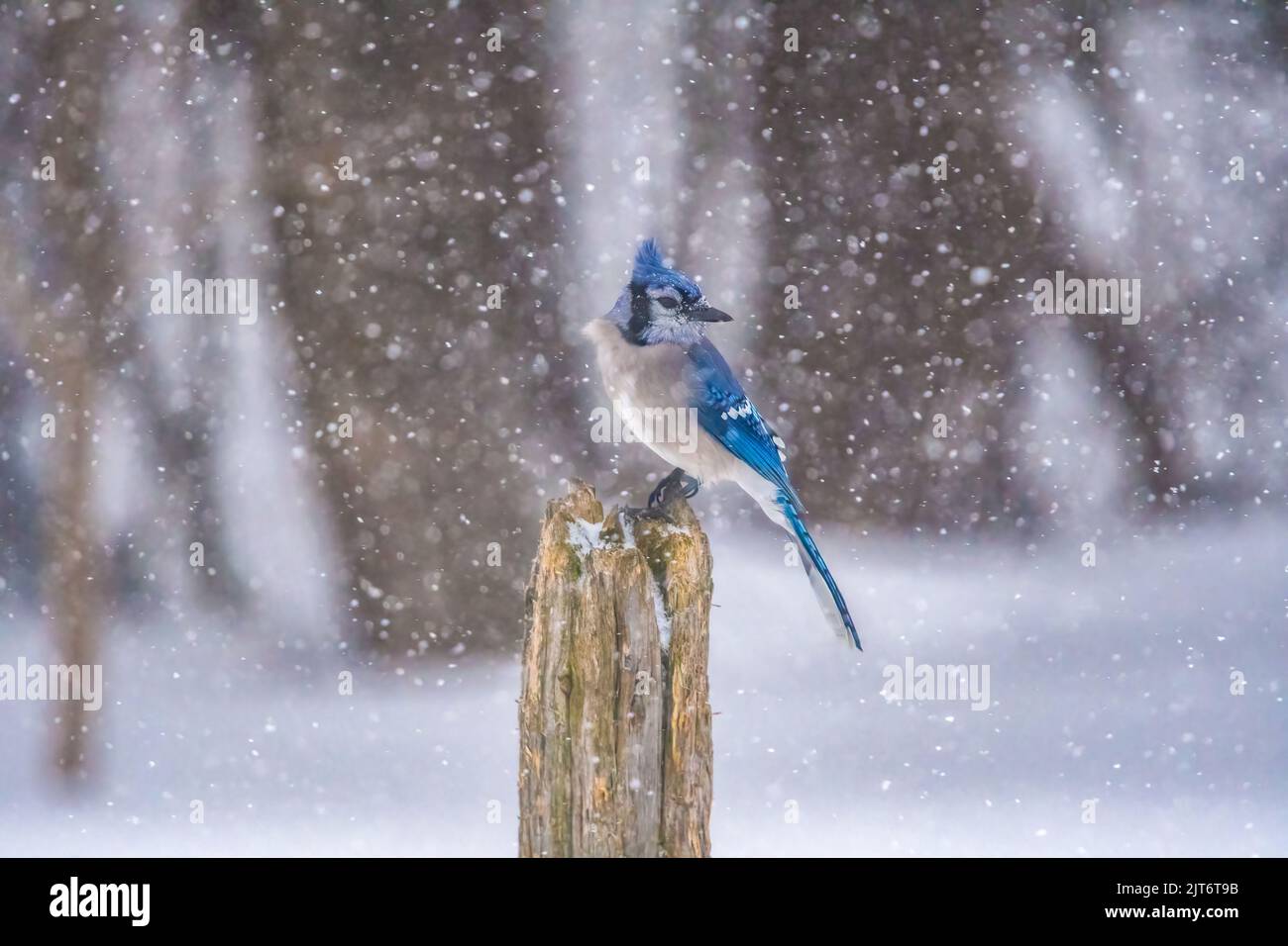 nature at work Stock Photo - Alamy