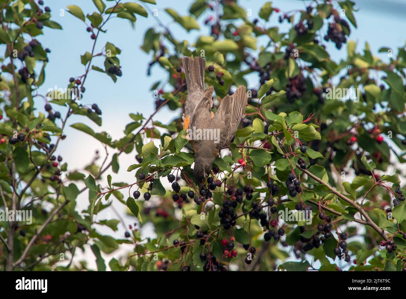 nature at work Stock Photo - Alamy