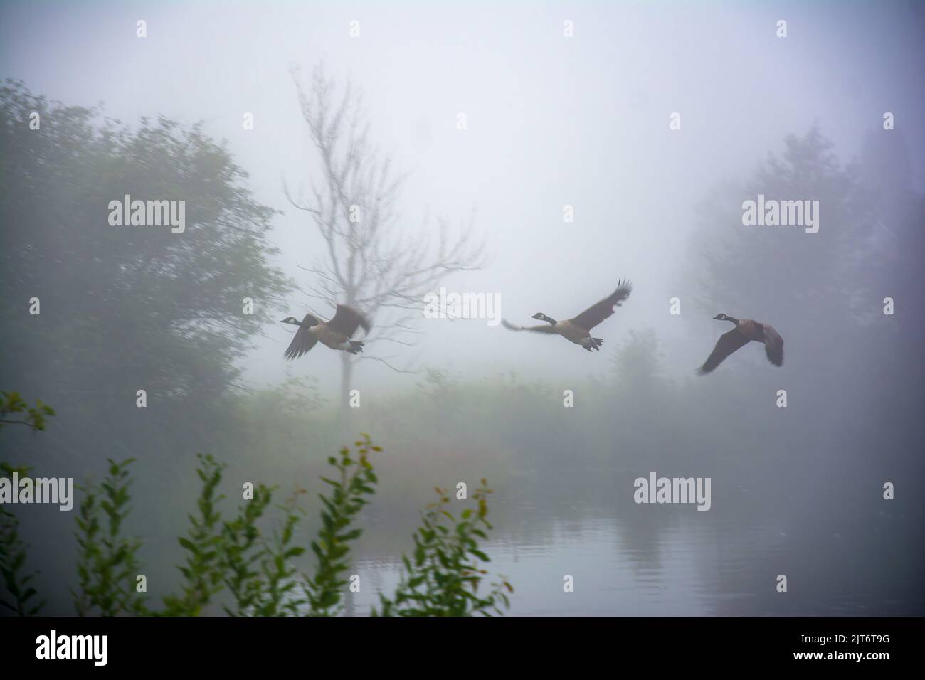 nature at work Stock Photo - Alamy