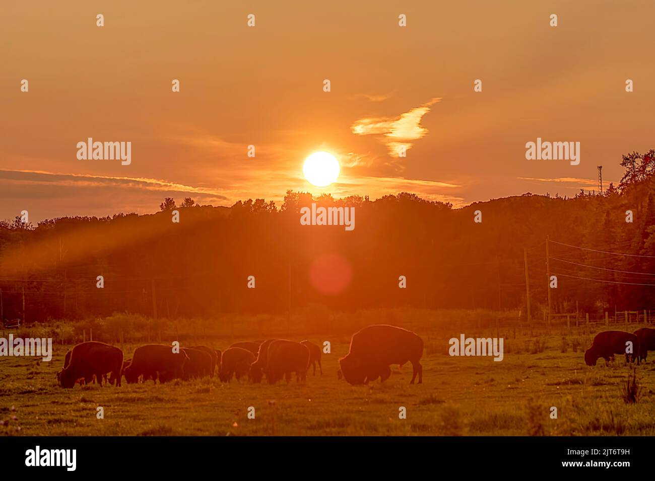 nature at work Stock Photo - Alamy