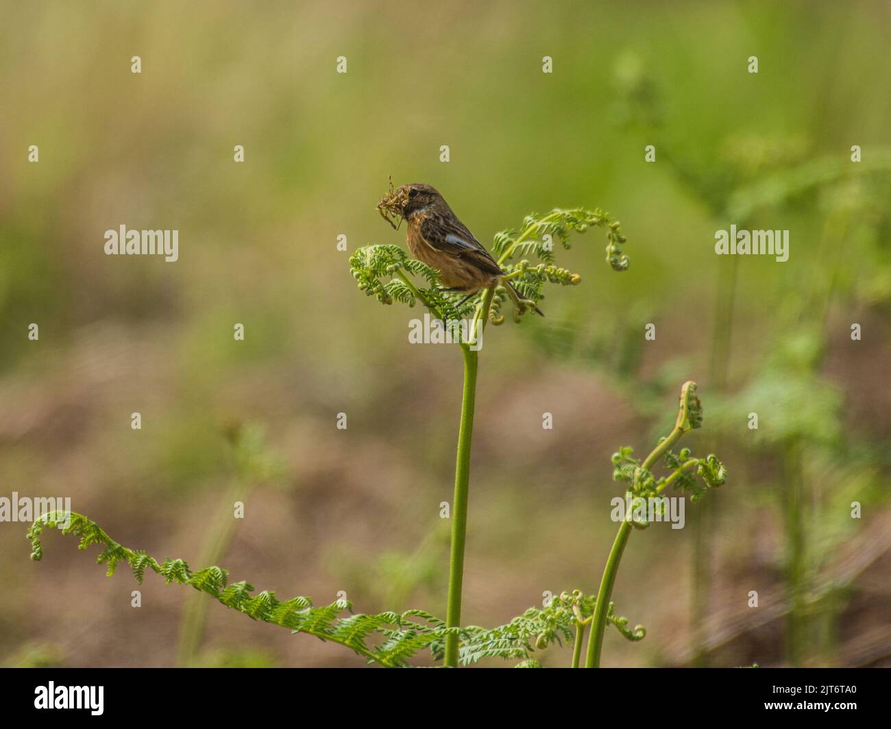 A Small Brown Bird Nesting Stock Photo - Alamy