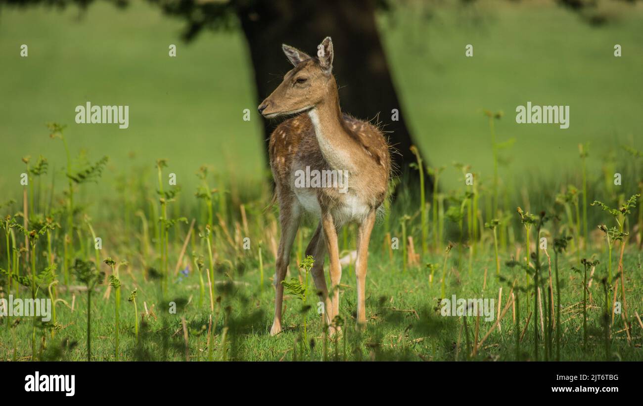 Small group whitetail deer hi-res stock photography and images - Alamy