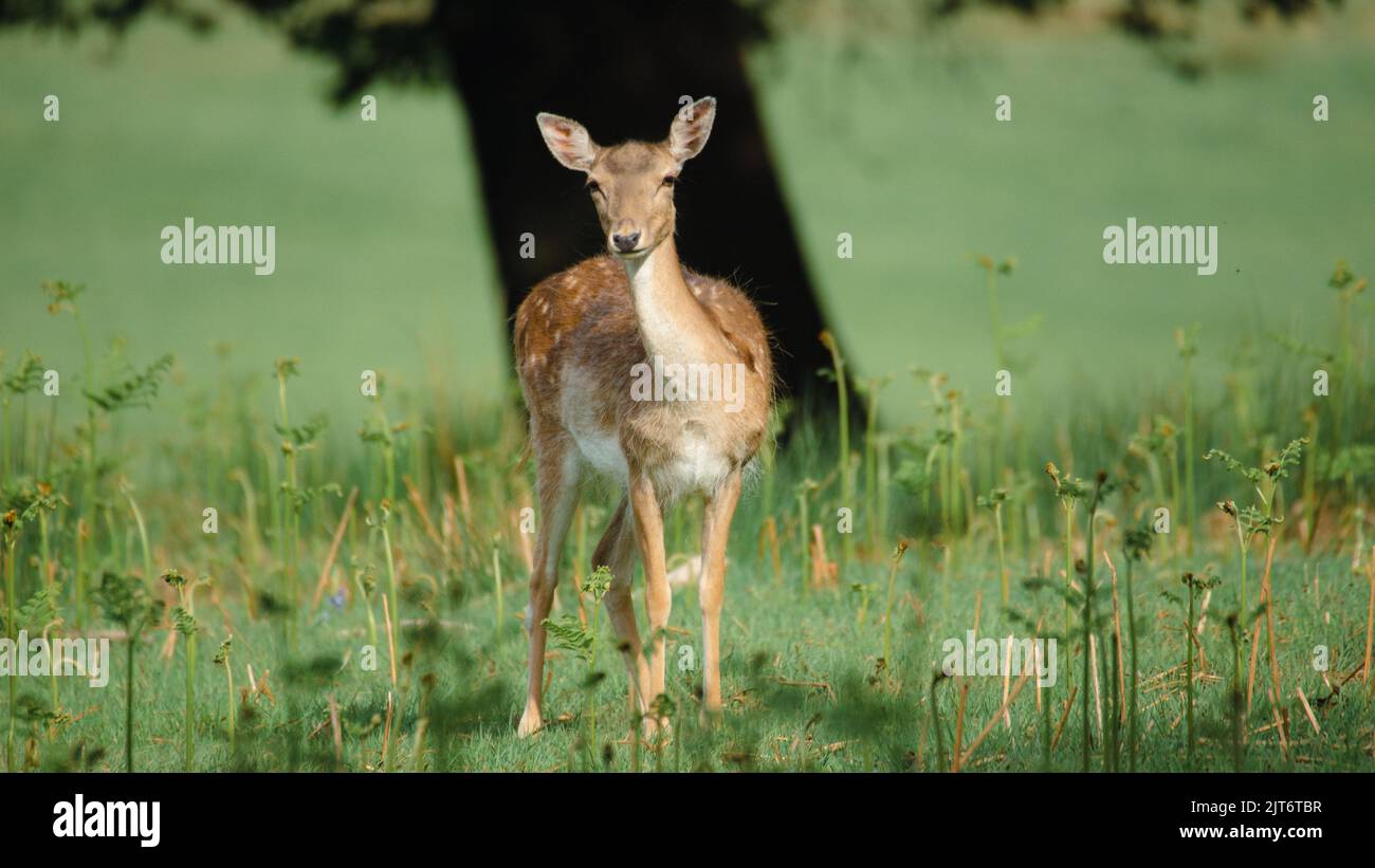 A Small Fallow Deer Looing at the Camera Stock Photo - Alamy