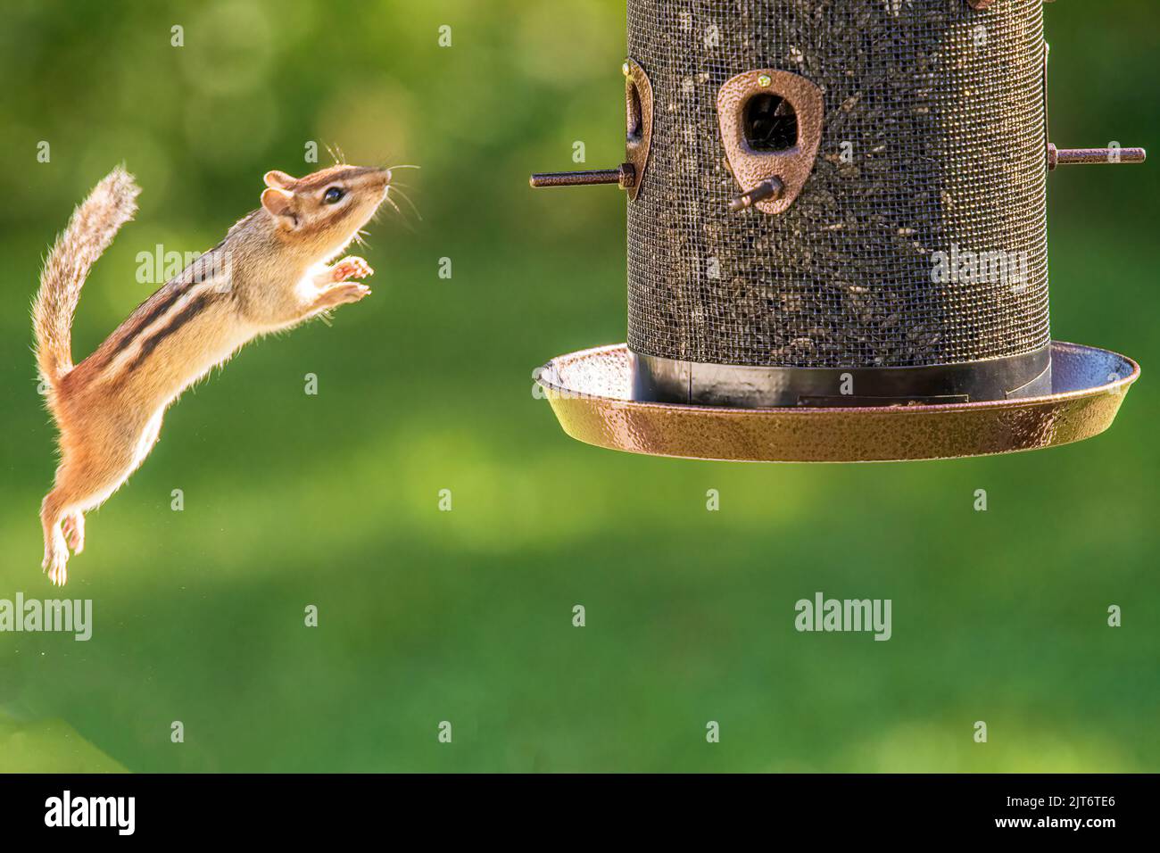 nature at work Stock Photo - Alamy