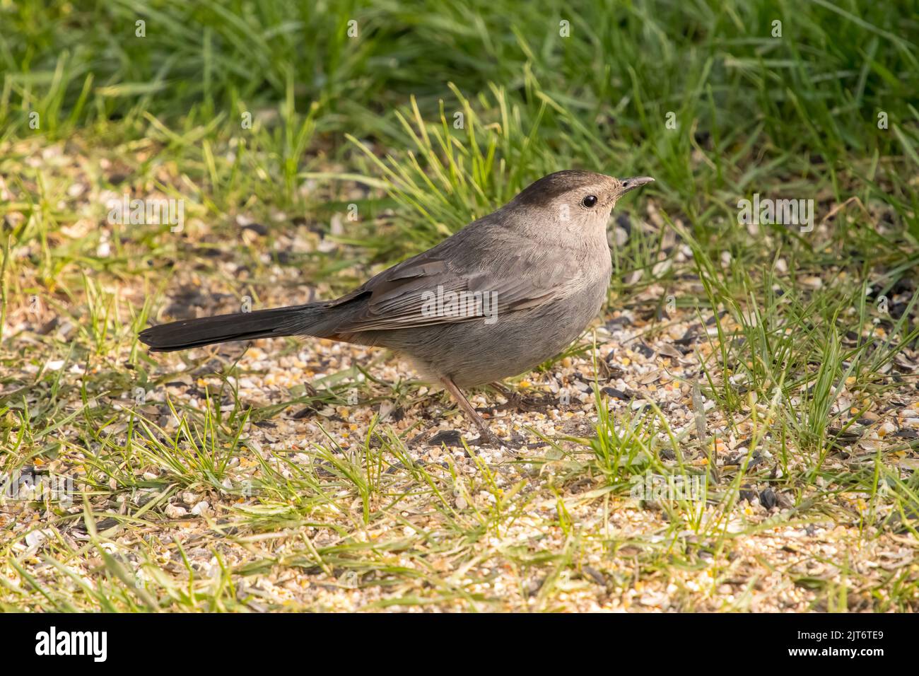 nature at work Stock Photo - Alamy
