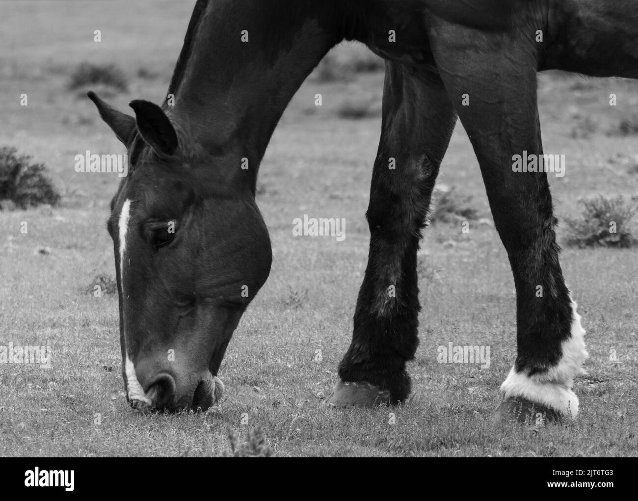 Brown equine Black and White Stock Photos & Images - Alamy