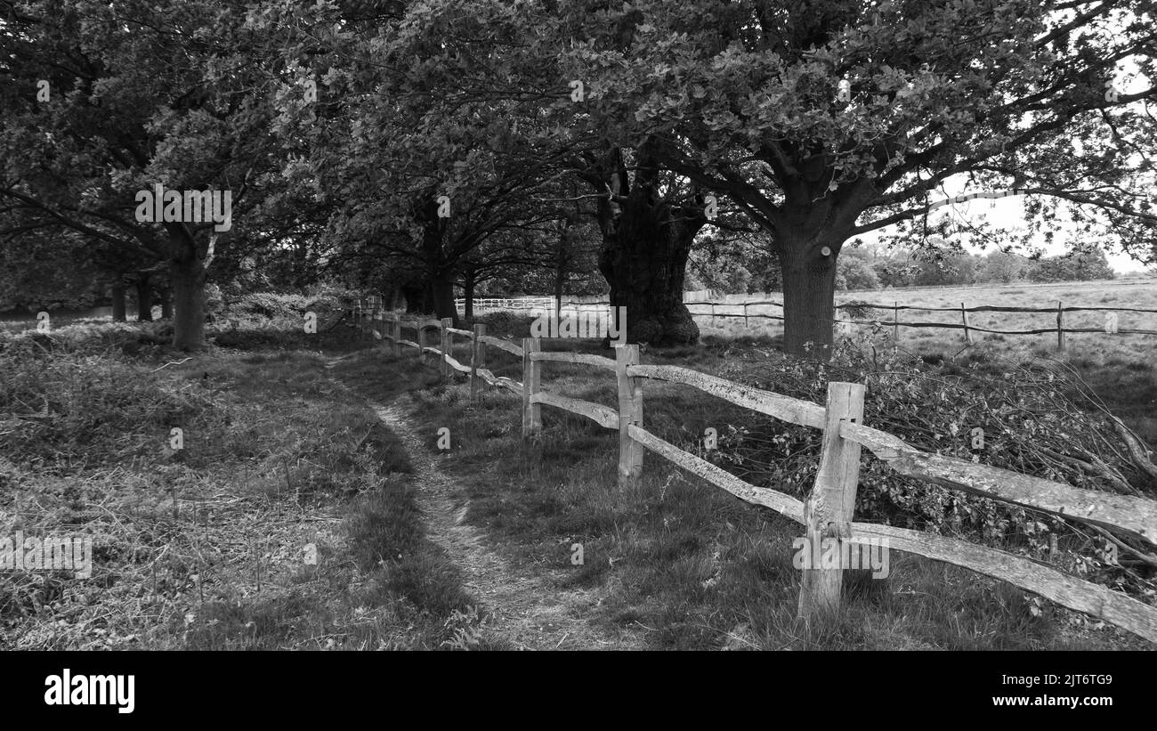 View through fence trees hi-res stock photography and images - Alamy