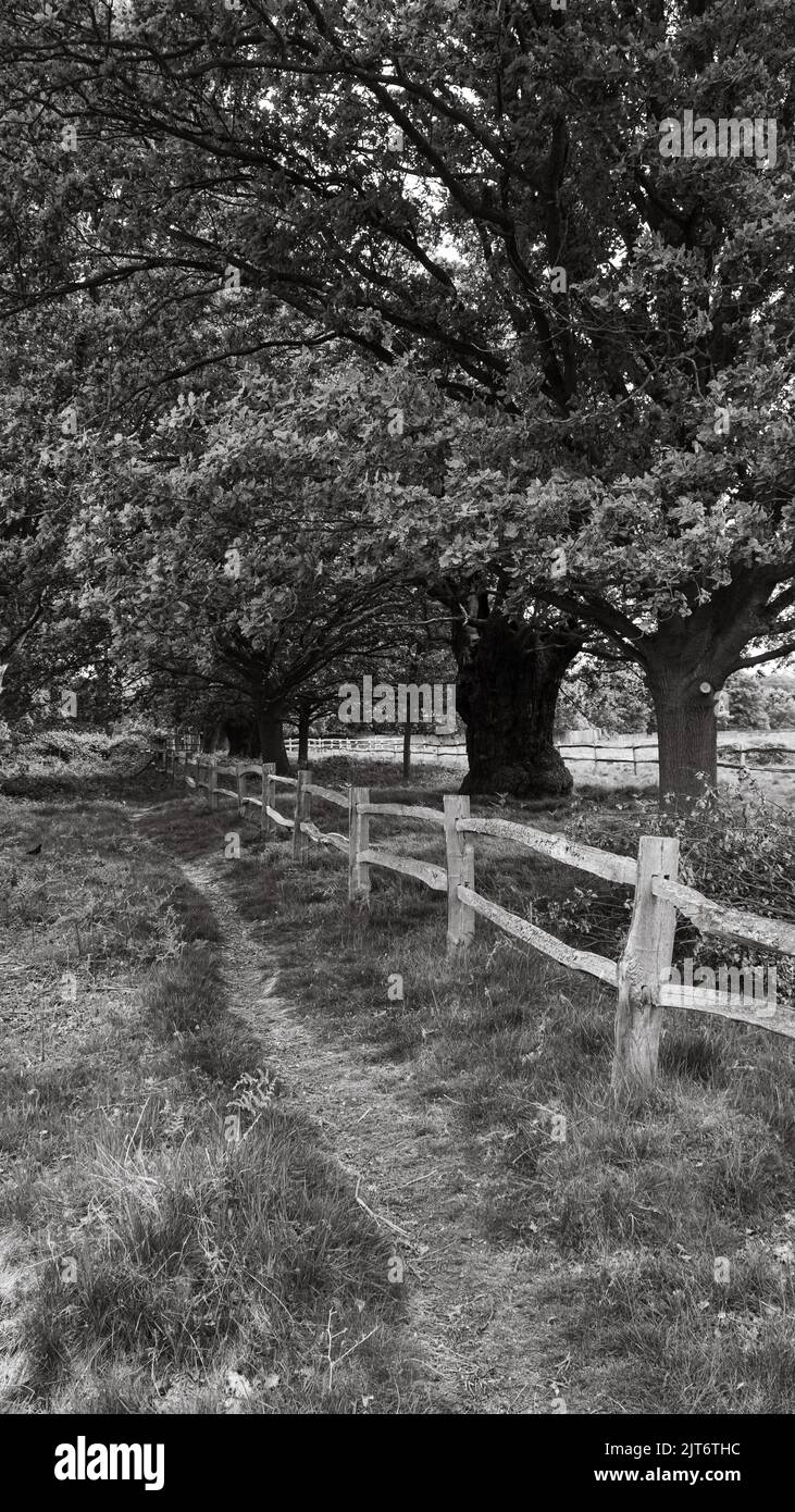 Path in grassland trees hi-res stock photography and images - Alamy