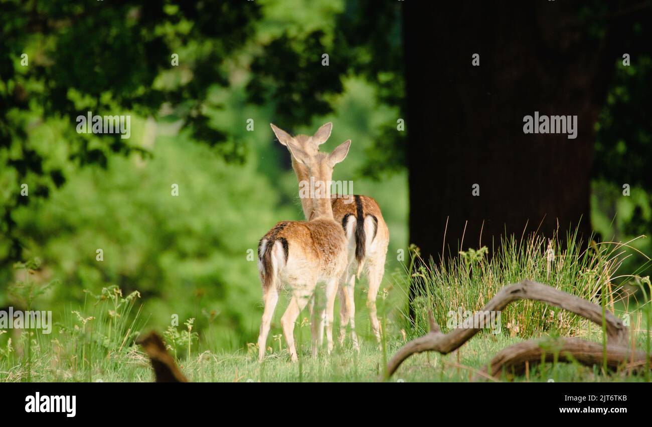 Startled deer whitetail hi-res stock photography and images - Alamy
