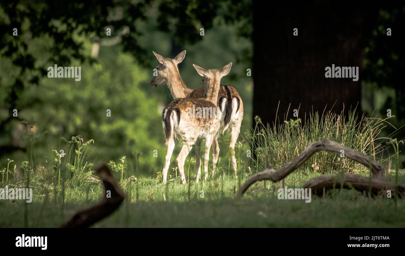 Fawn deer sun hi-res stock photography and images - Alamy