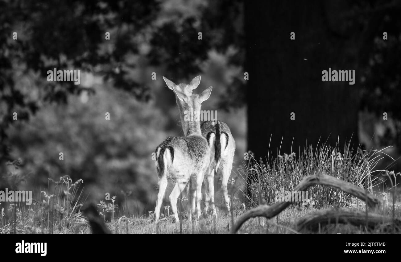 Small group fallow deer Black and White Stock Photos & Images - Alamy