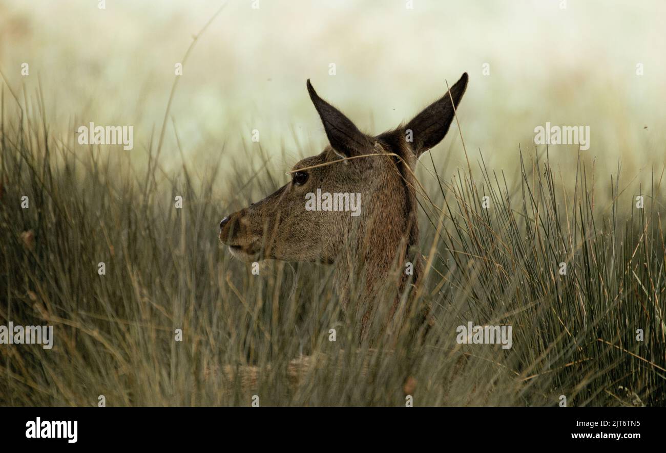 Red Deer head Peaking Above the grass Stock Photo - Alamy