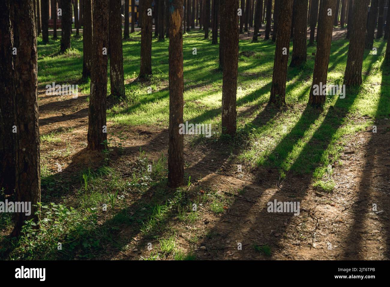 beautiful shades from trees in the forest Stock Photo - Alamy