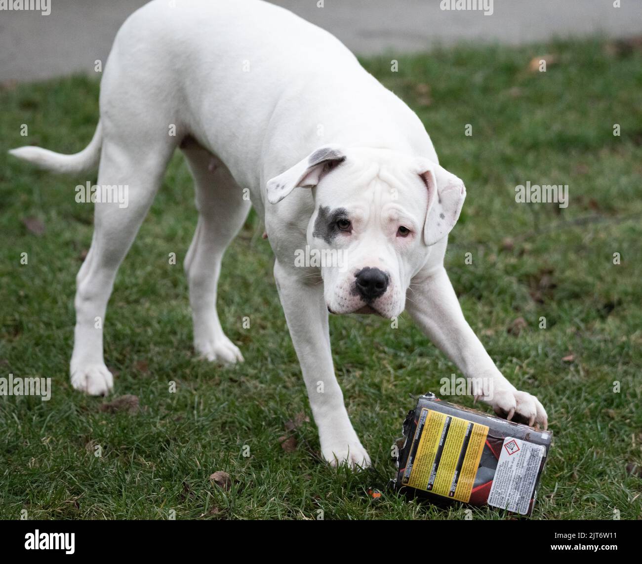 Warsaw, Poland - January 1, 2022: Dog and fireworks. A young white dog ...
