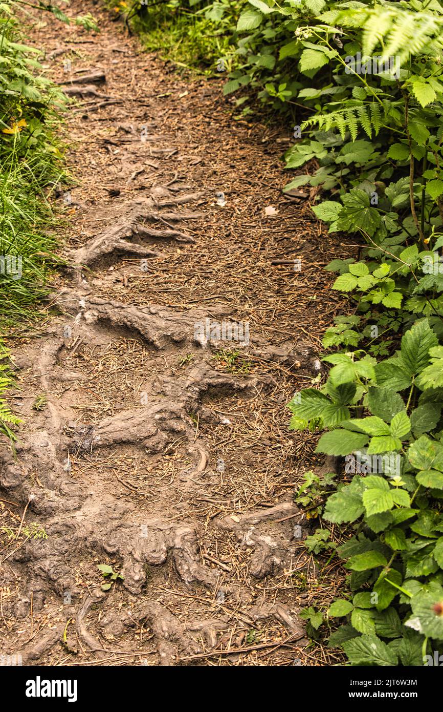 Exposed plant roots hi-res stock photography and images - Alamy