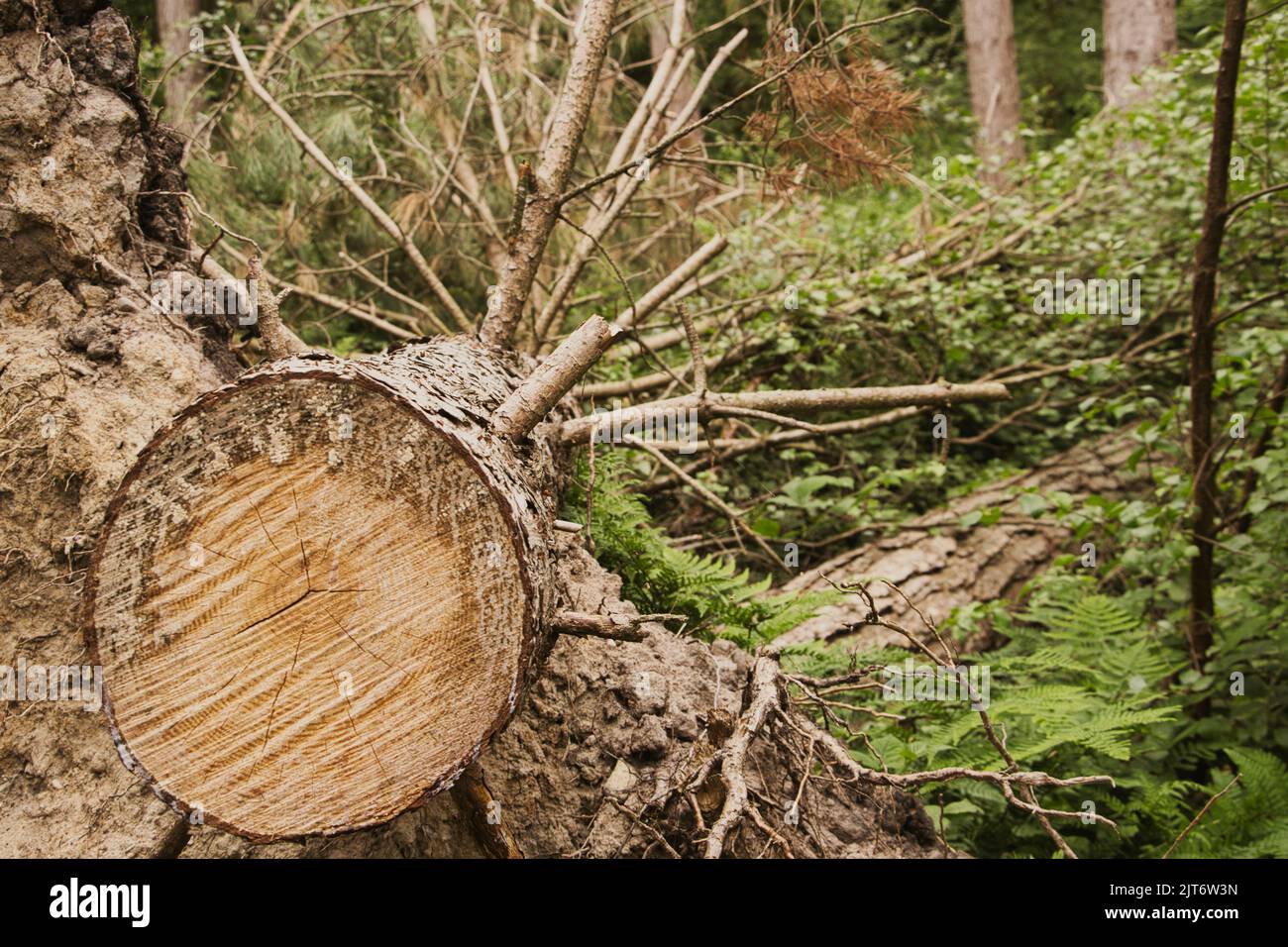 A closeup of a fallen pine tree in a forest Stock Photo - Alamy