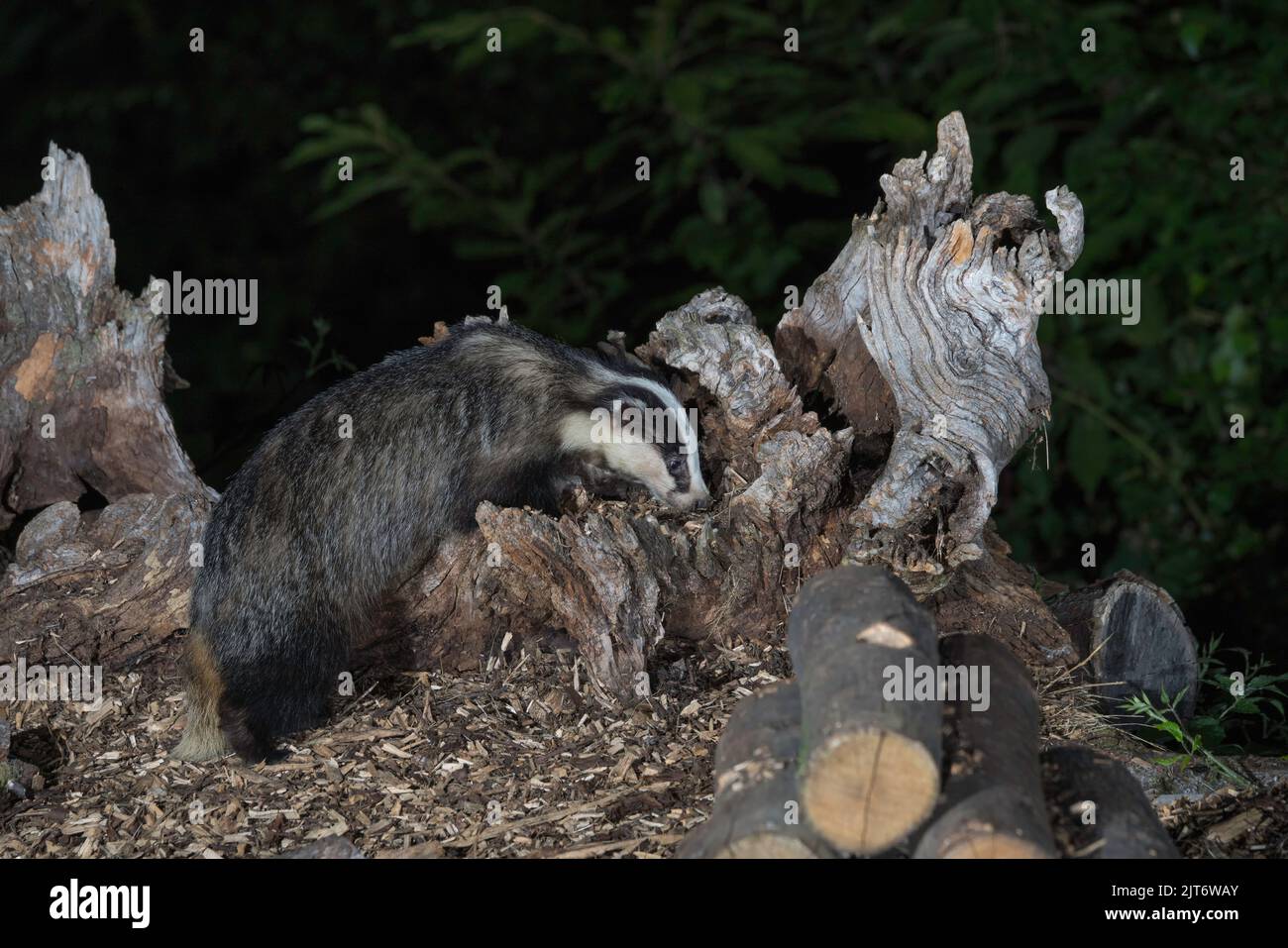European badger, Meles meles, foraging round a woodland pool, mid ...