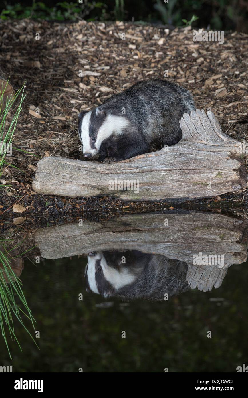 European badger, Meles meles, foraging round a woodland pool, mid ...