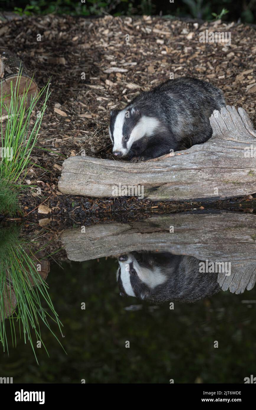 European badger, Meles meles, foraging round a woodland pool, mid ...