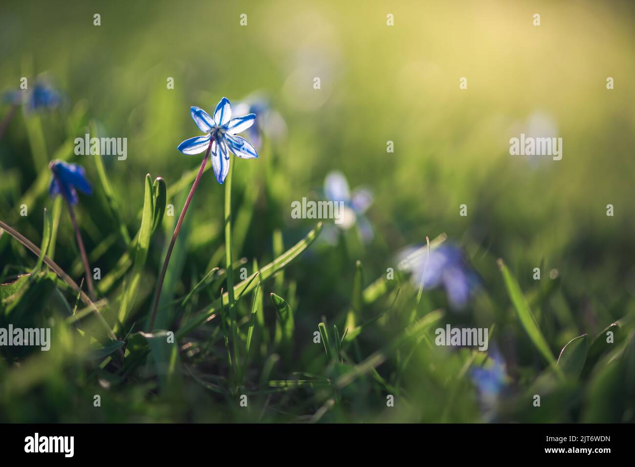 spring blue flower of Siberian scilla Stock Photo - Alamy