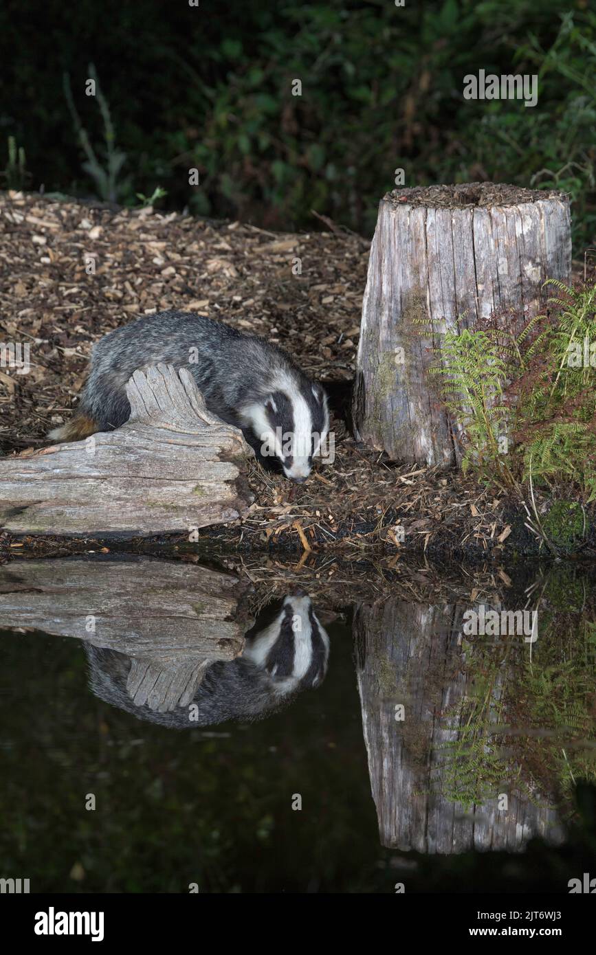 European badger, Meles meles, foraging round a woodland pool, mid ...