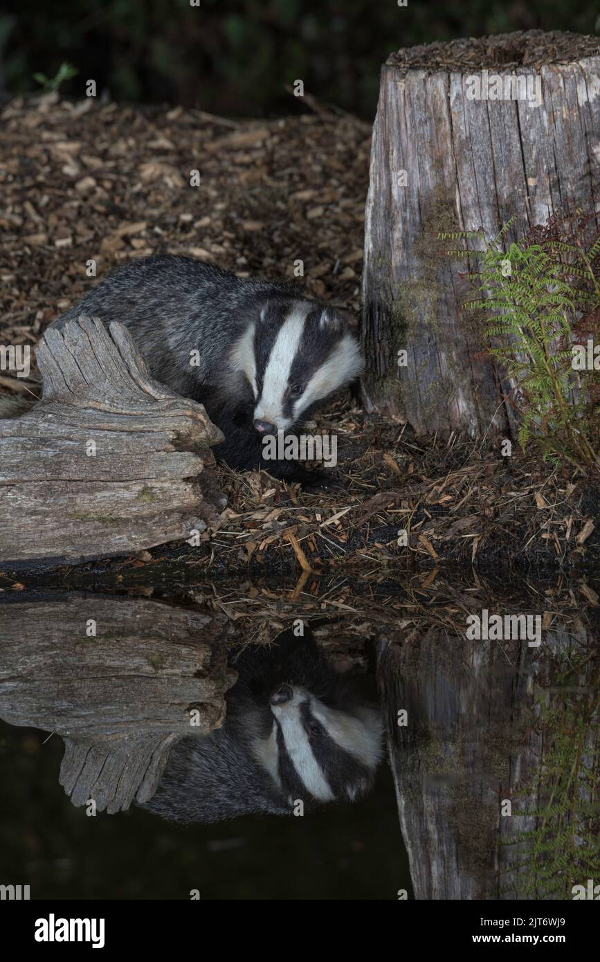 European badger, Meles meles, foraging round a woodland pool, mid ...