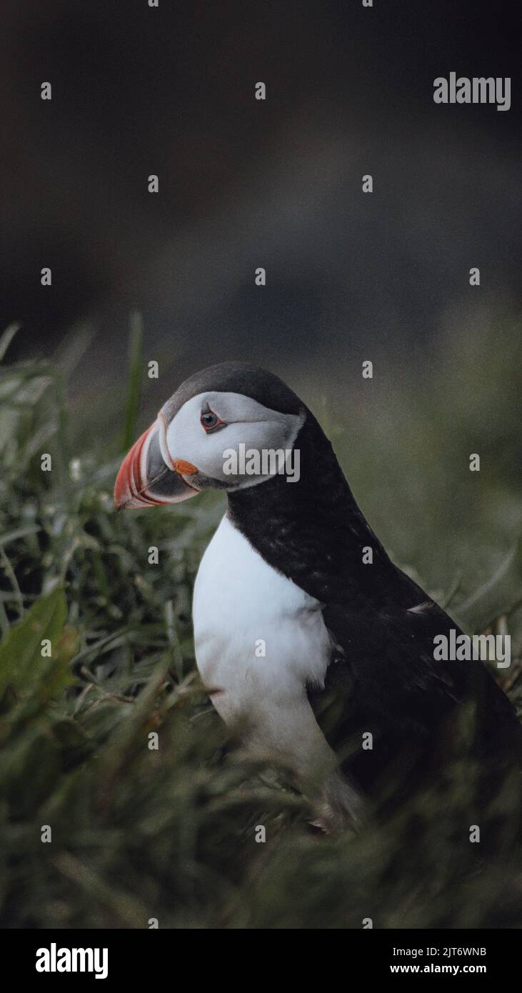 A vertical closeup shot of a small Atlantic puffin on a green grass ...