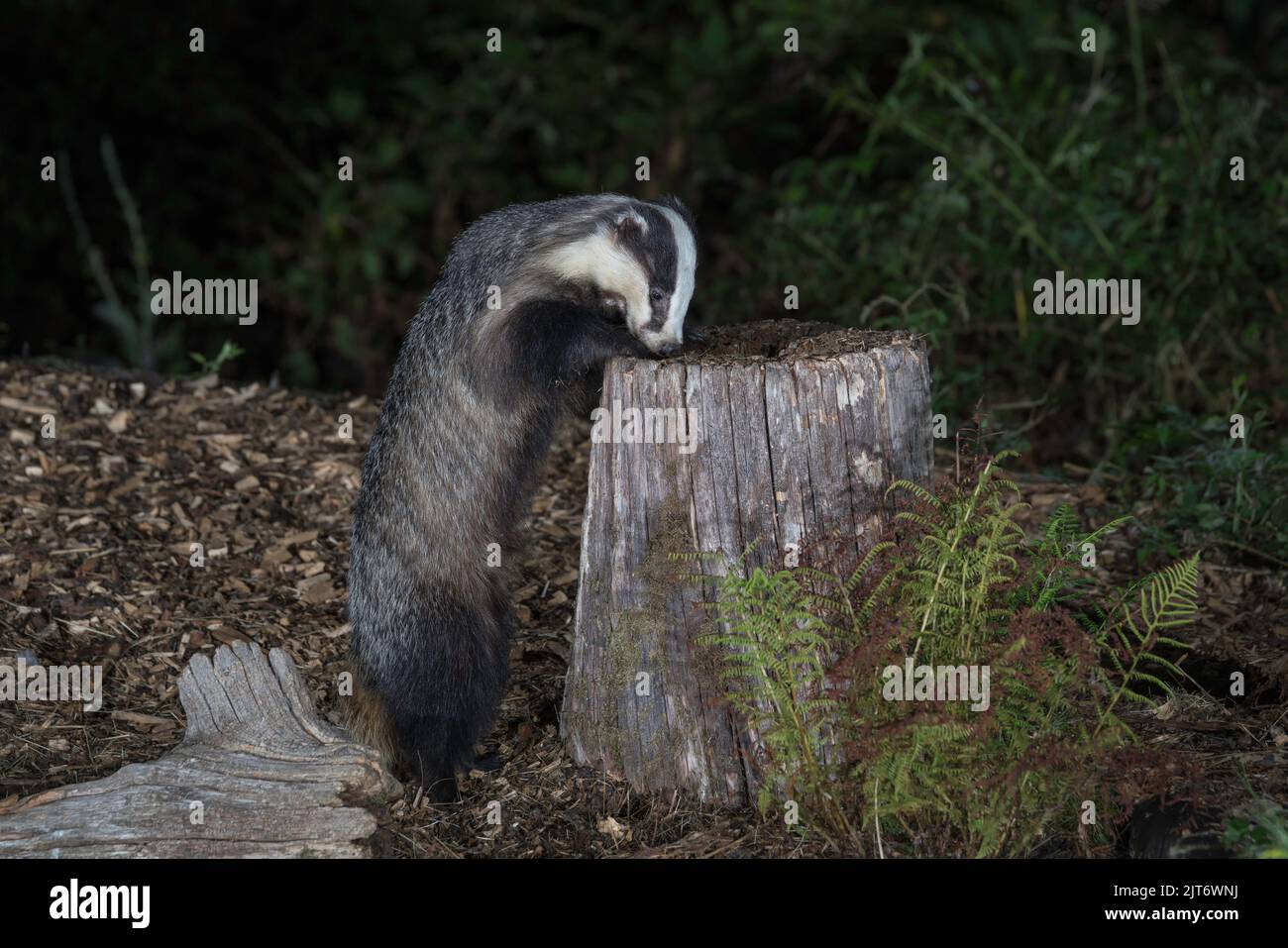 European badger, Meles meles, foraging round a woodland pool, mid ...