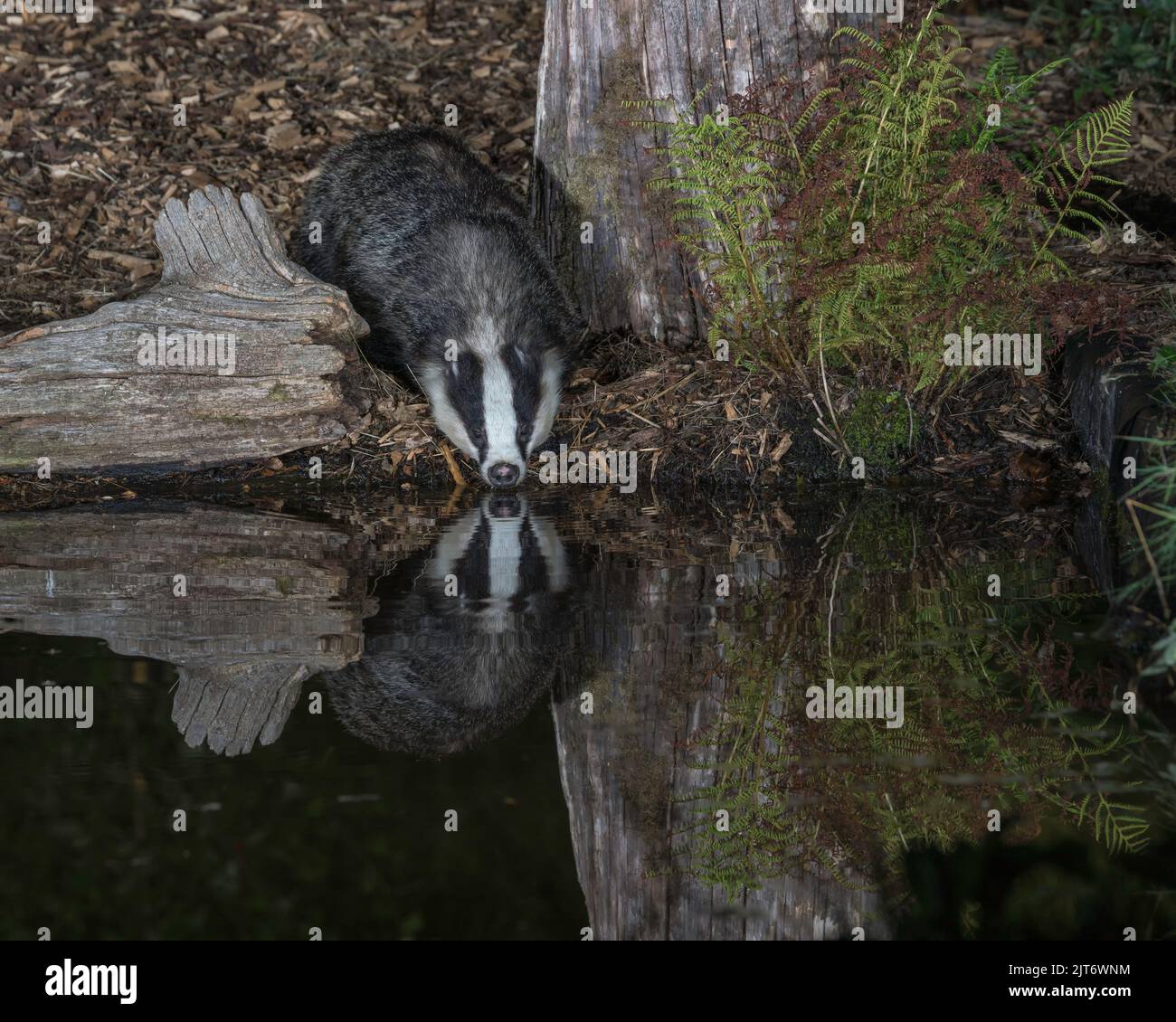 European badger, Meles meles, foraging round a woodland pool, mid ...