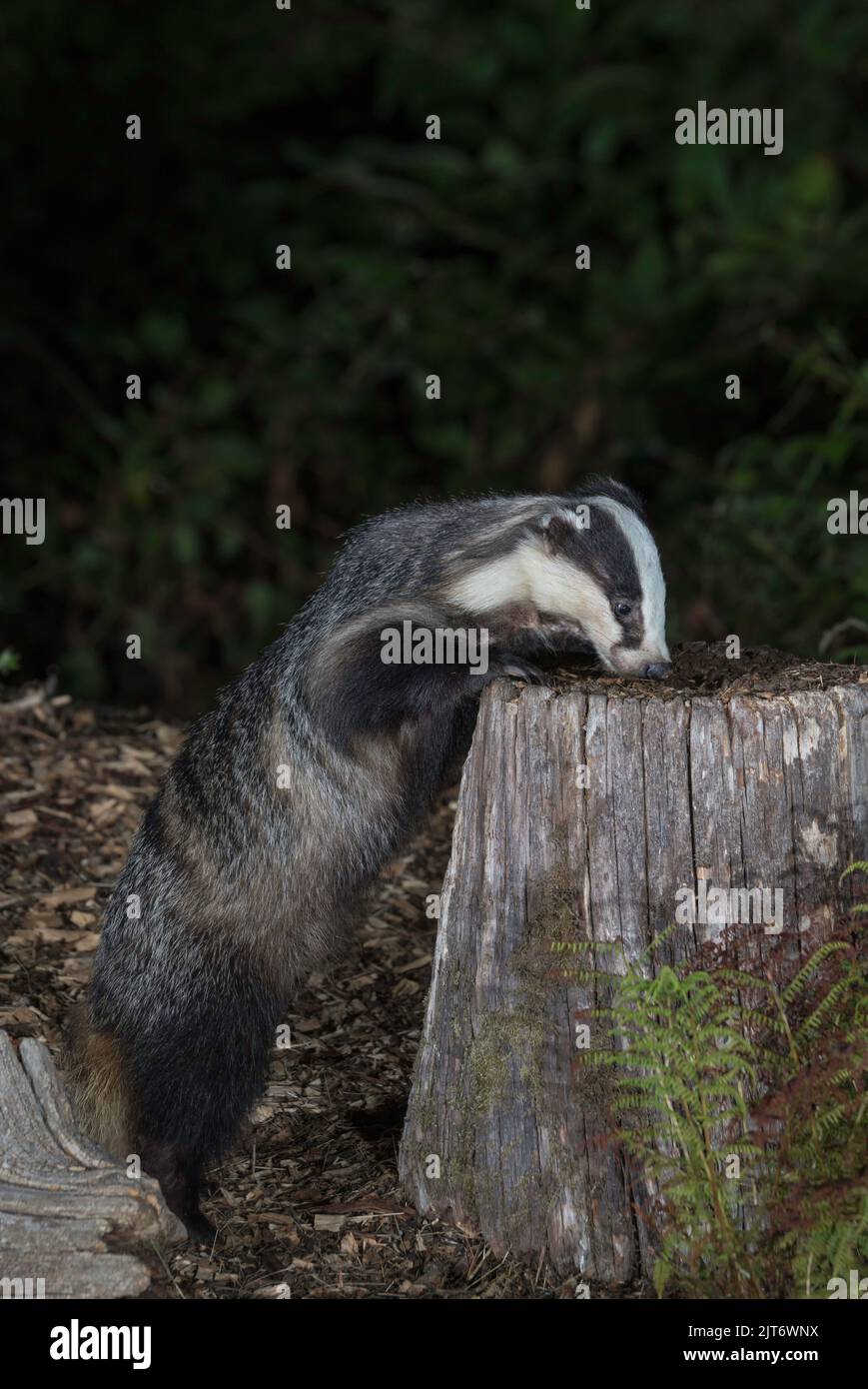 European badger, Meles meles, foraging round a woodland pool, mid ...