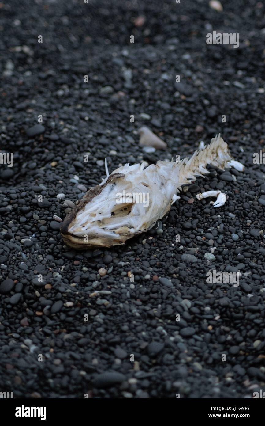 A vertical closeup shot of remains of a dead fish on a shore with small ...