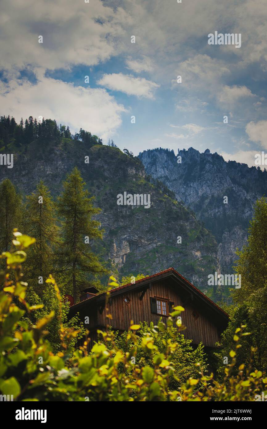 A vertical closeup shot of beautiful green forest with wooden house's ...