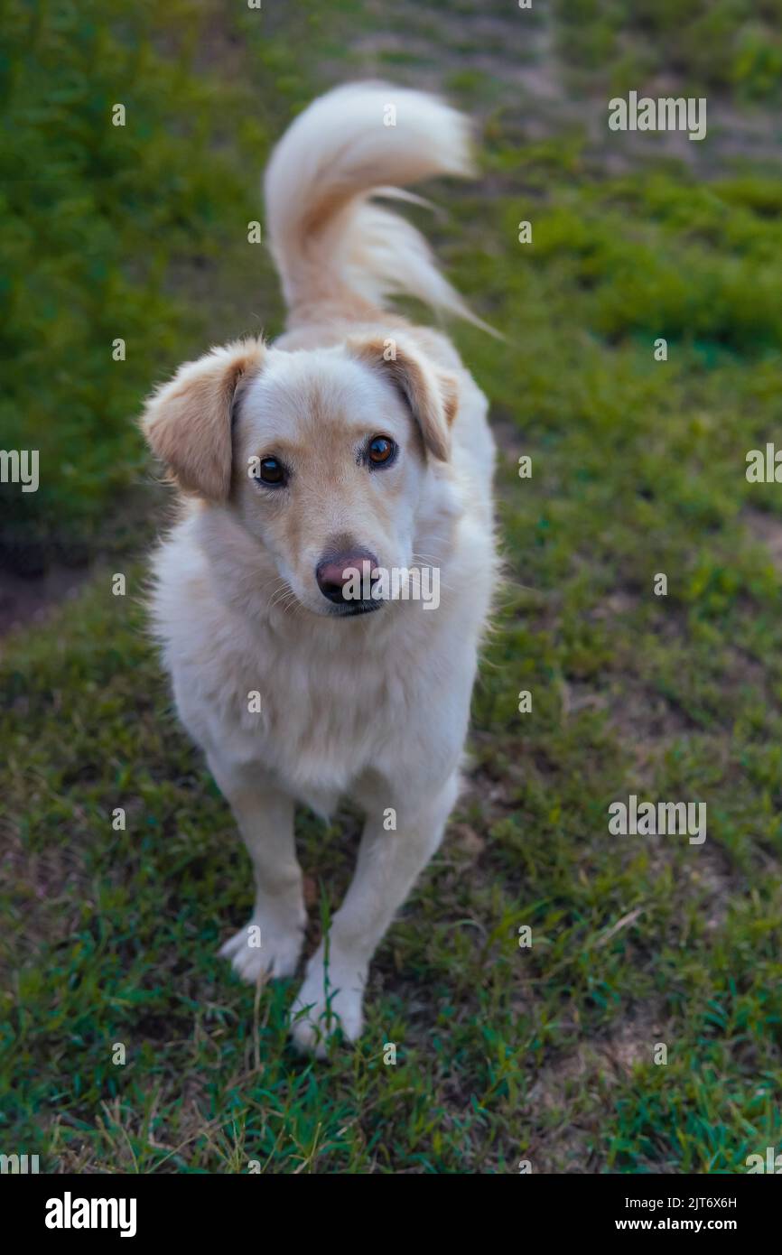Cute puppy Golden Retriever Looking You - Grass background Stock Photo ...