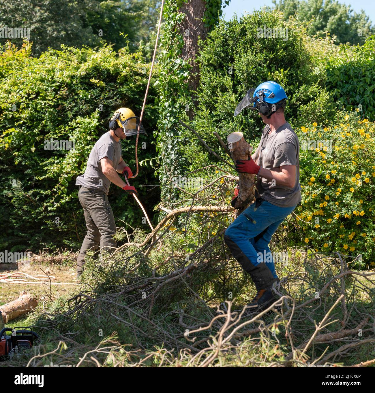 Hampshire, England, UK. 2022. Tree surgeon clearing cut branches from a ...