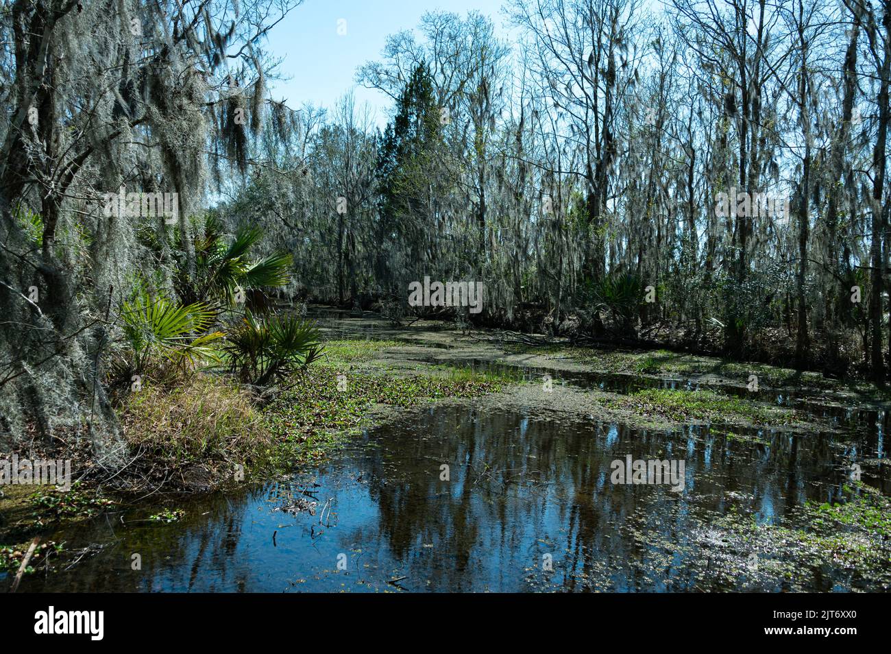 Cane bayou hi-res stock photography and images - Alamy