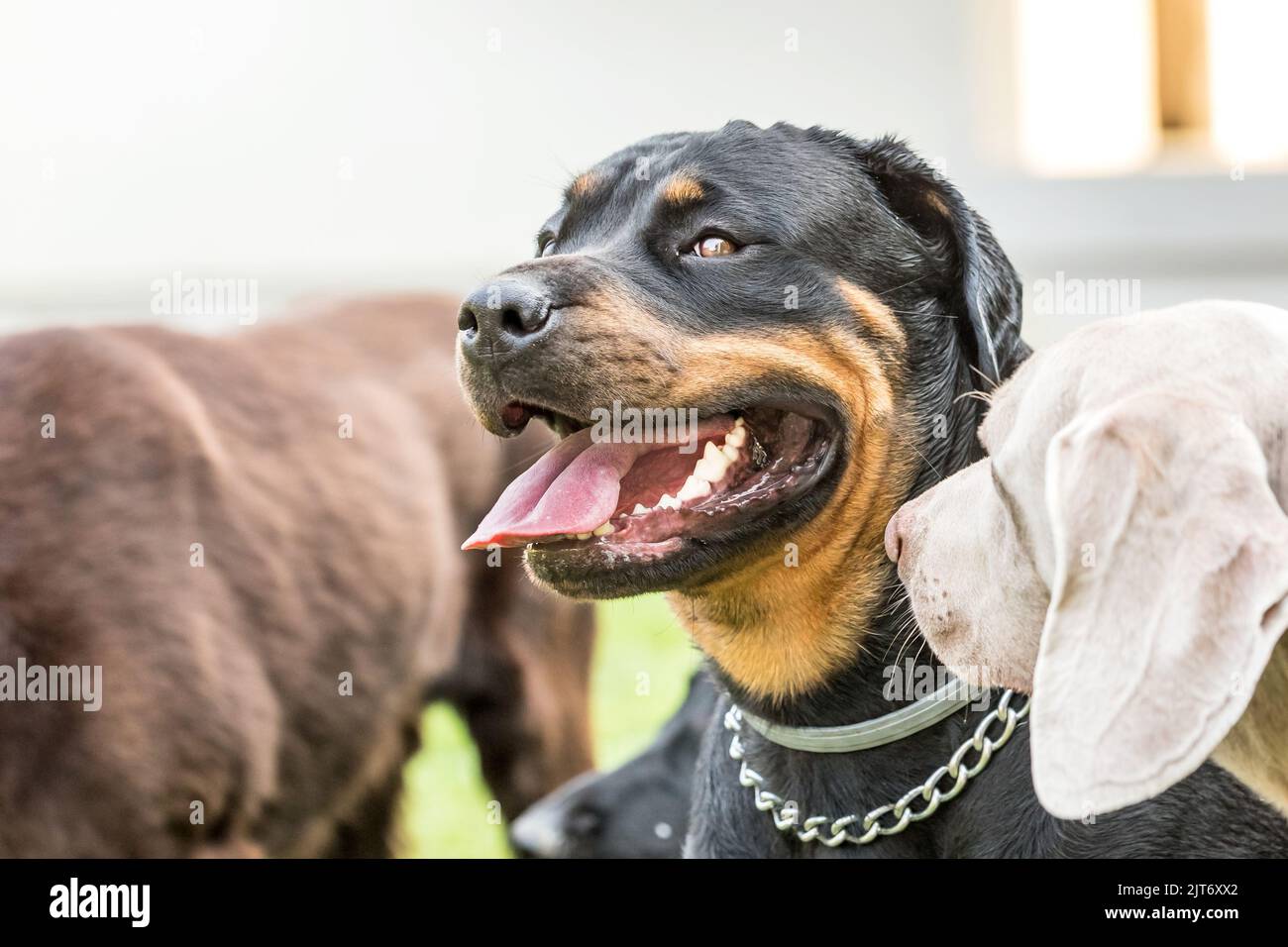 Rottweiler dog, head portrait, closeup. Portrait of an adult rottweiler ...
