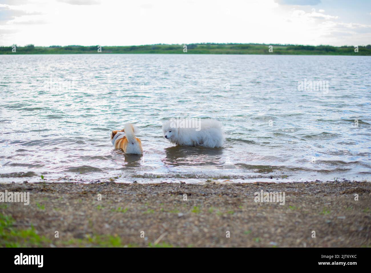 a dog of the corgi breed and a dog of the samoyed breed are standing in ...