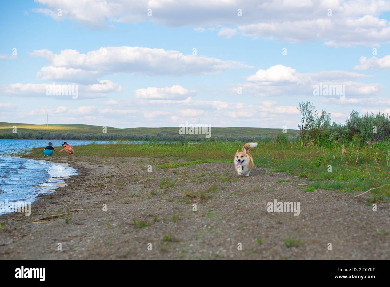 Corgi dog runs along hi-res stock photography and images - Alamy