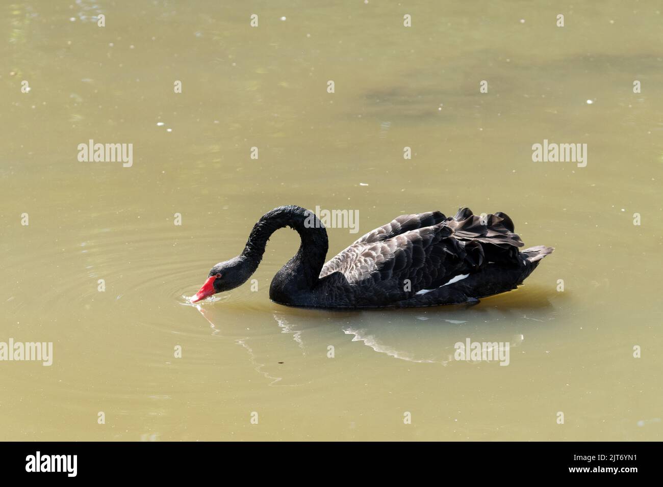 A black swan floating on green lake and drinking water Stock Photo - Alamy