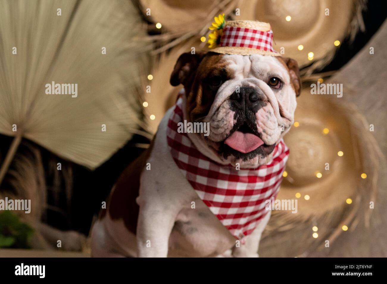 A closeup portrait of a bulldog dressed up as a redneck for a June ...
