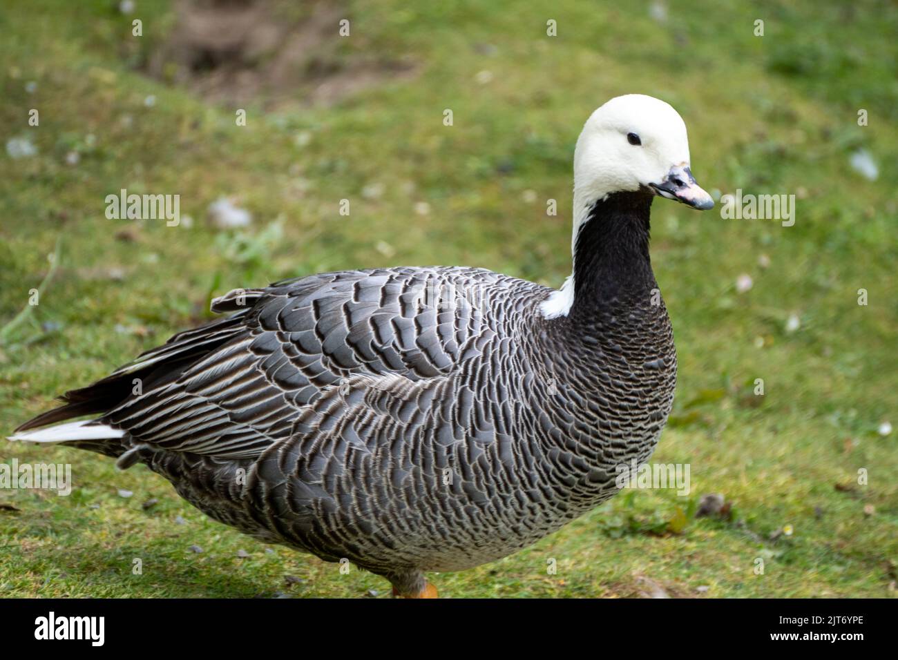 Emperor goose feathers hi-res stock photography and images - Alamy