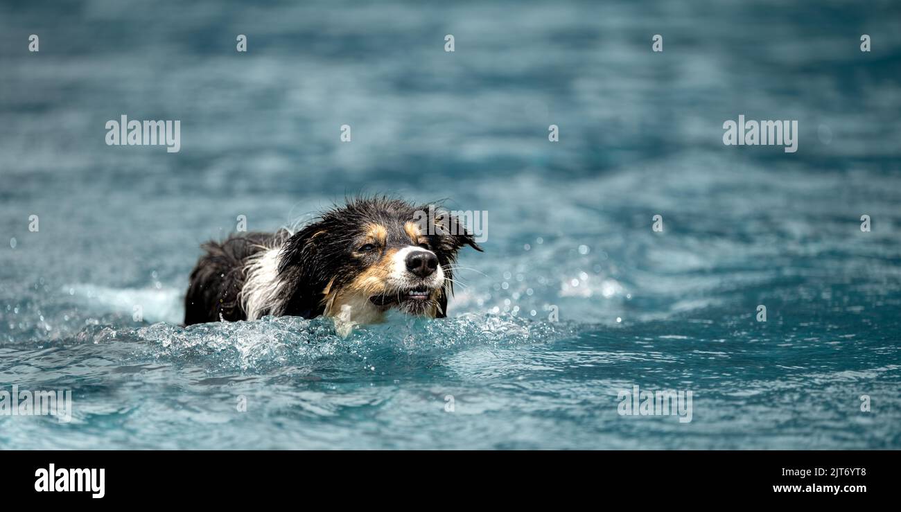 Dog wet border collie in river hi-res stock photography and images - Alamy