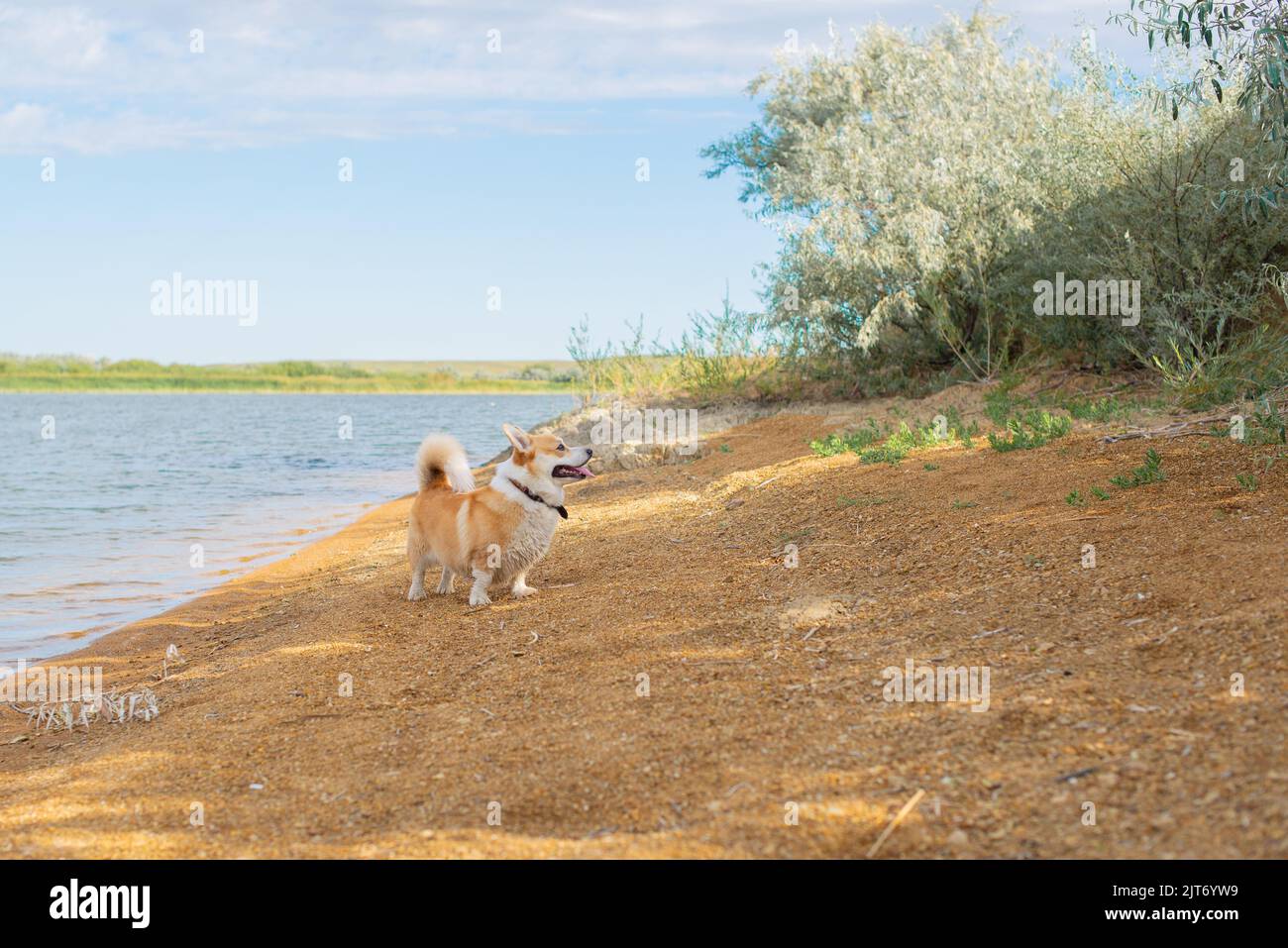 one corgi walks along the beach by the river Stock Photo - Alamy